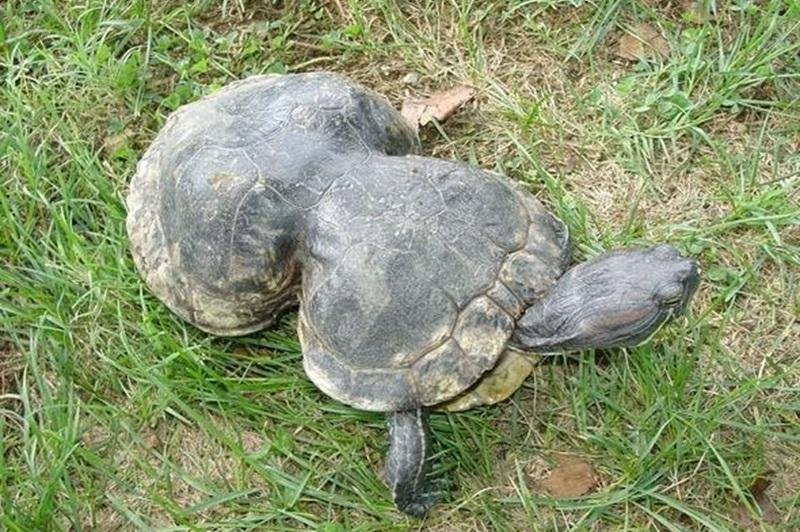 Look: Turtle with unique peanut-shaped shell turns 41 in Missouri
