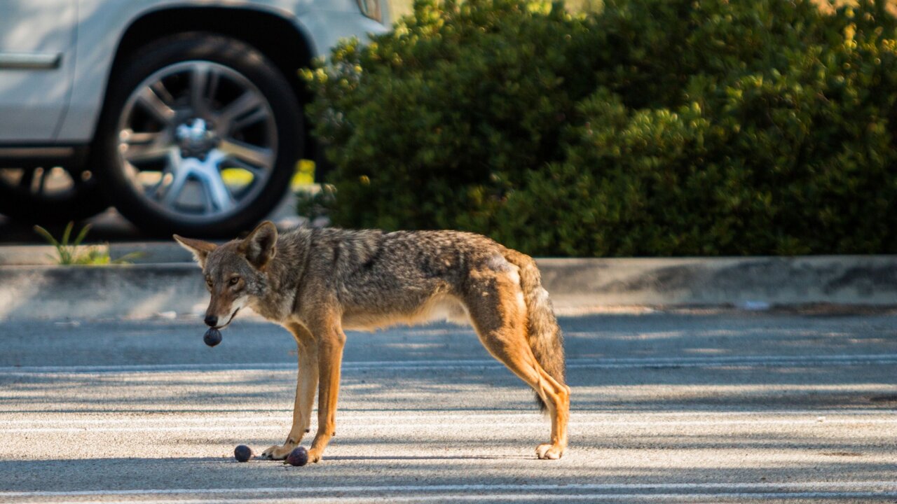 Coexisting With Coyotes Encounters Remain Manageable Despite Hidden