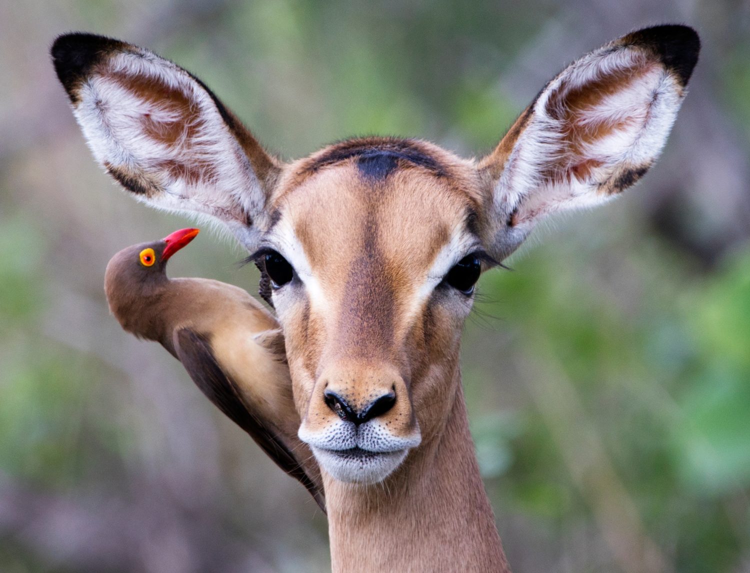 10 Of Nature’s Oddest Animal Couples