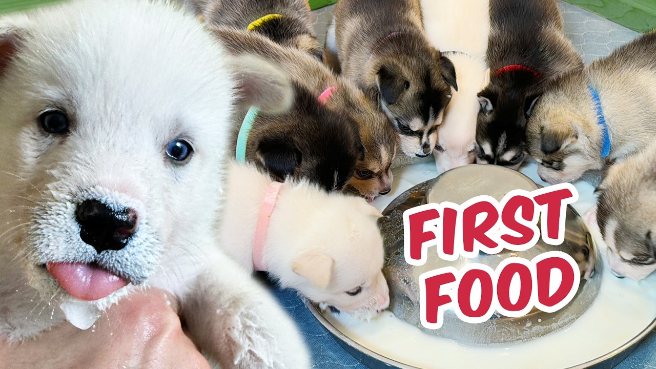 Foster puppies face life-threatening danger