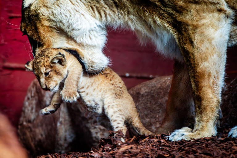 Erneut Löwennachwuchs im Schweriner Zoo