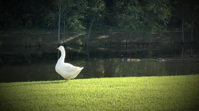 How Billy the Goose turned neighbors into friends in Louisiana