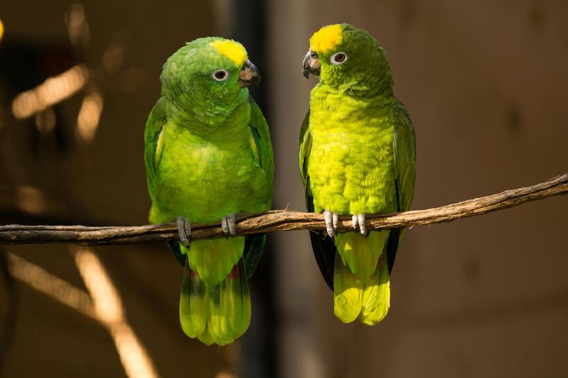 7 Types Of Green Birds