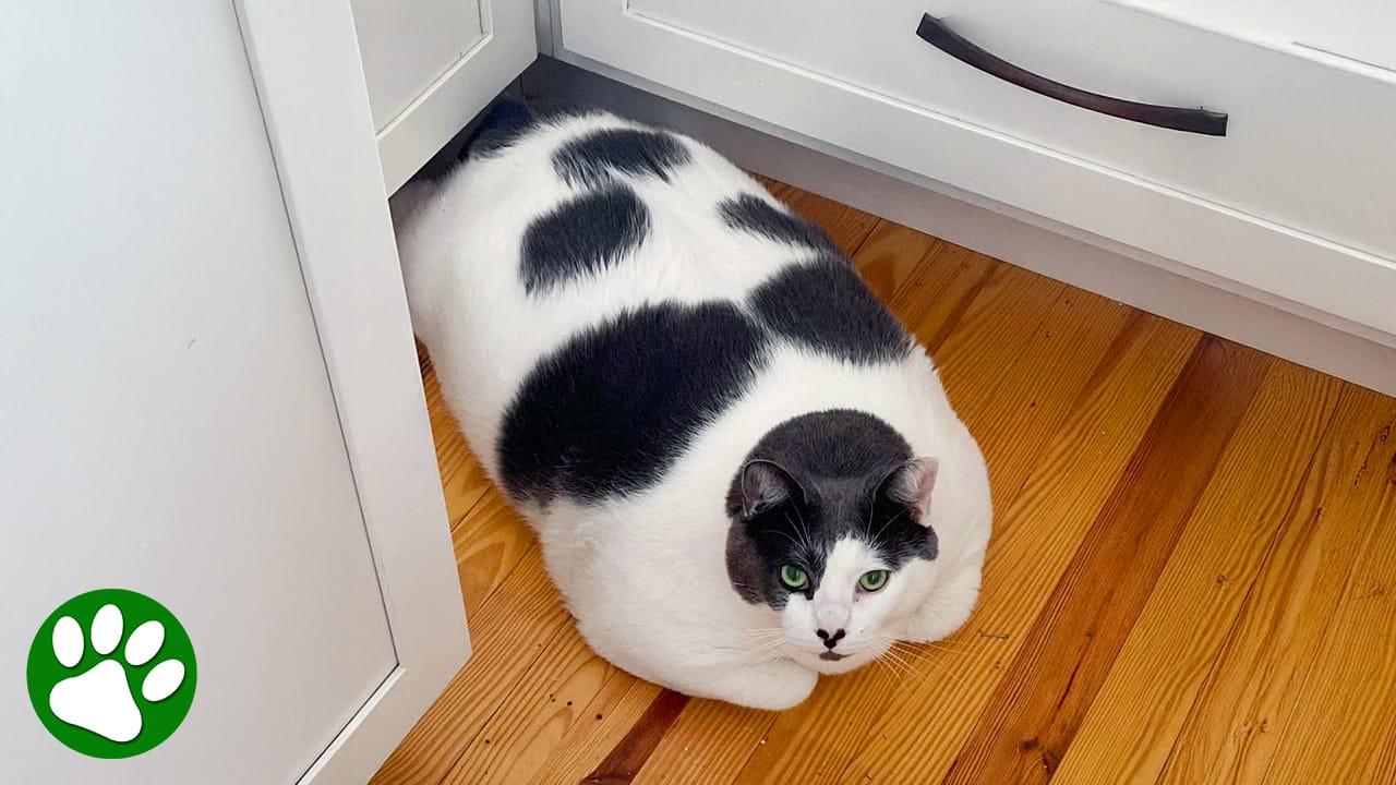 42-pound cat goes through incredible transformation