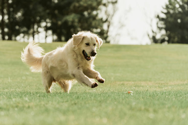 Golden Retriever Running to 'Save' Human Brother From Gaggle of Geese ...