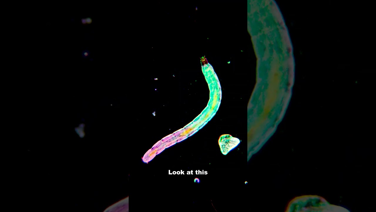 Ocean Water vs Tap Water – Protein Under the Microscope