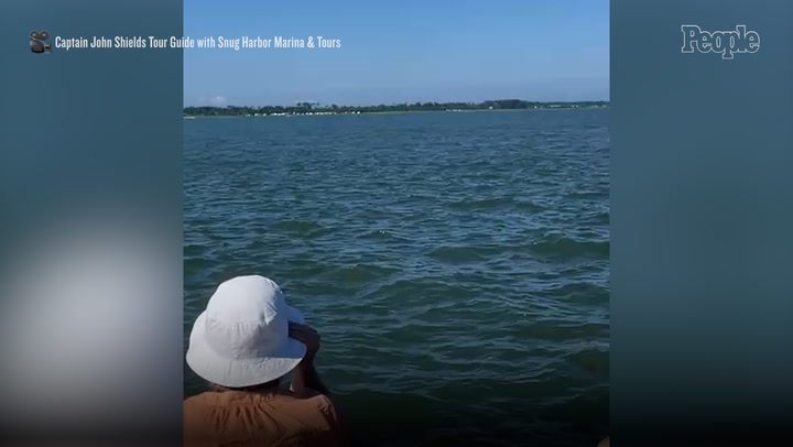 Extremely Rare Albino Dolphin Spotted Swimming Off the Coast of ...