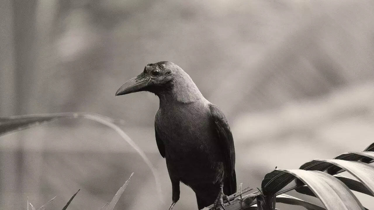 5 mind-blowing things about crows that will change how you see them