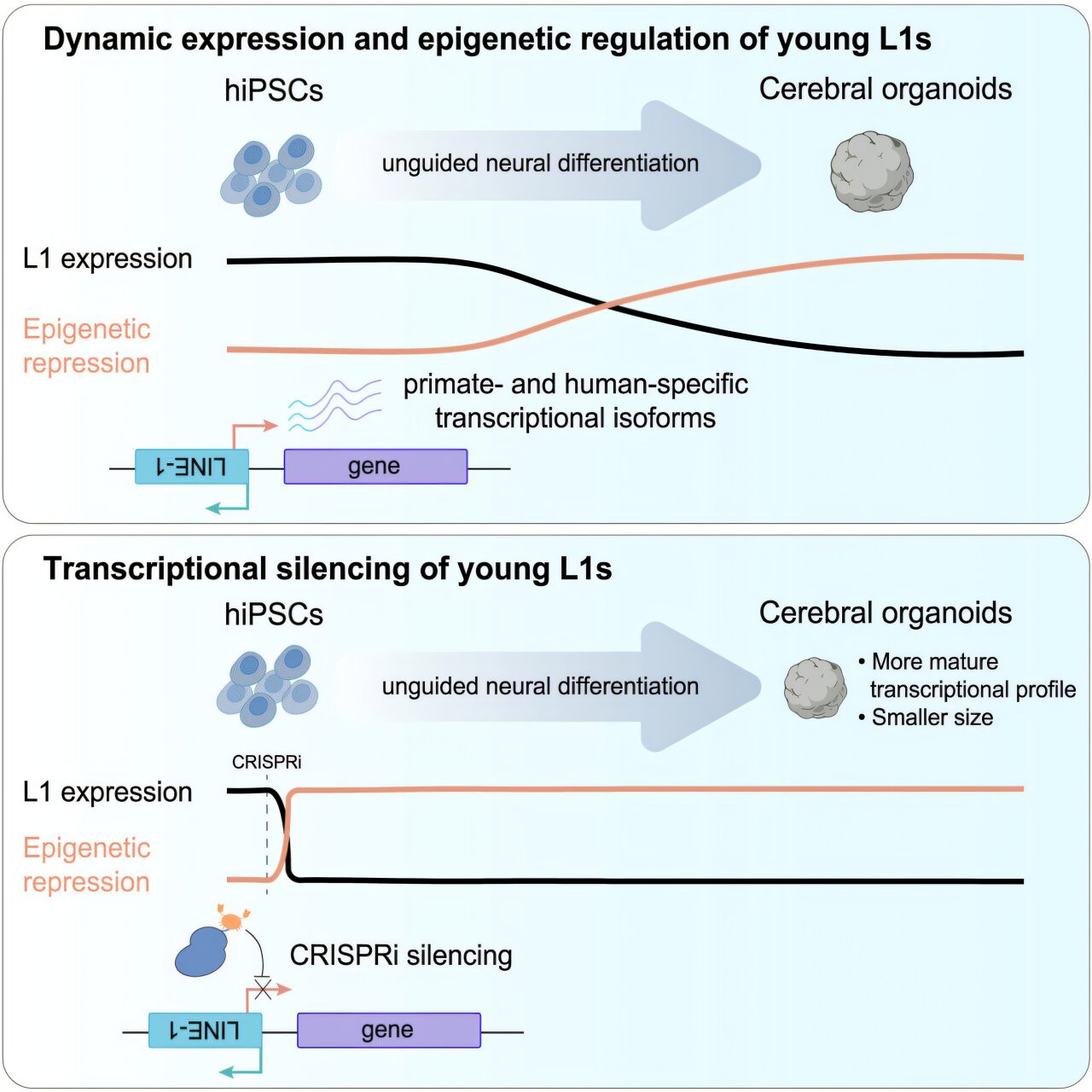 Why repetitive DNA matters for human brain evolution and disease