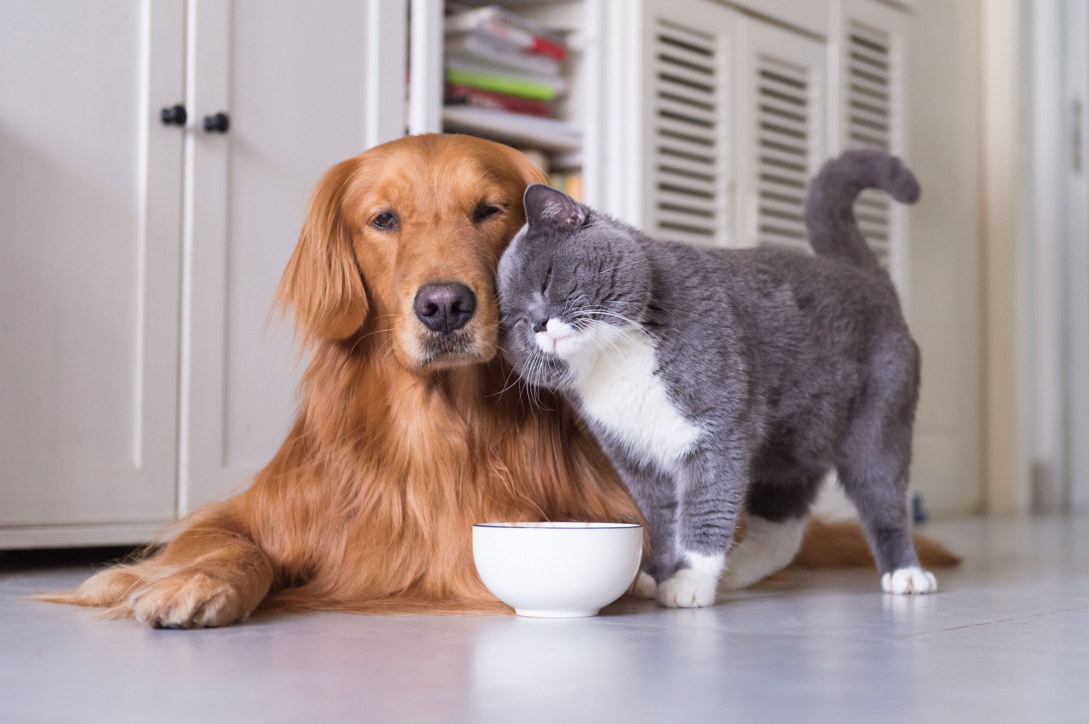 7 adorable cat breeds that are good with dogs
