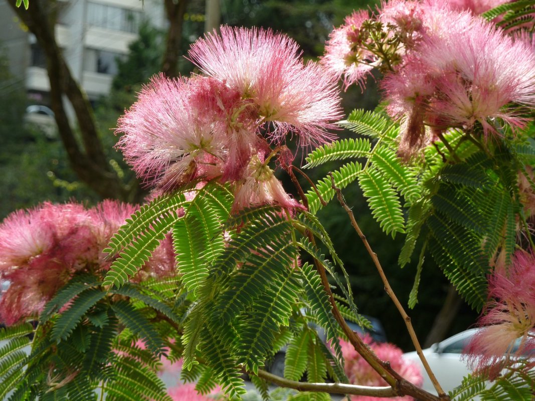 Learn How to Grow the Pretty Pink Mimosa Trees From Seeds