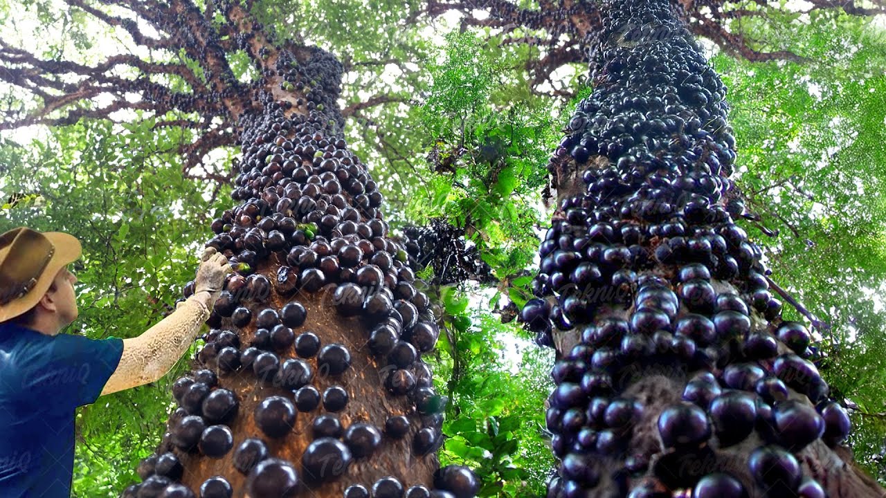 The process of harvesting and processing rare tree grapes from South ...