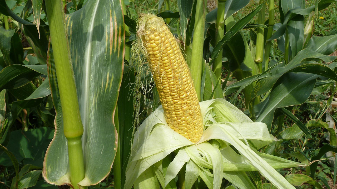 10 Signs That Your Corn Has Root Rot