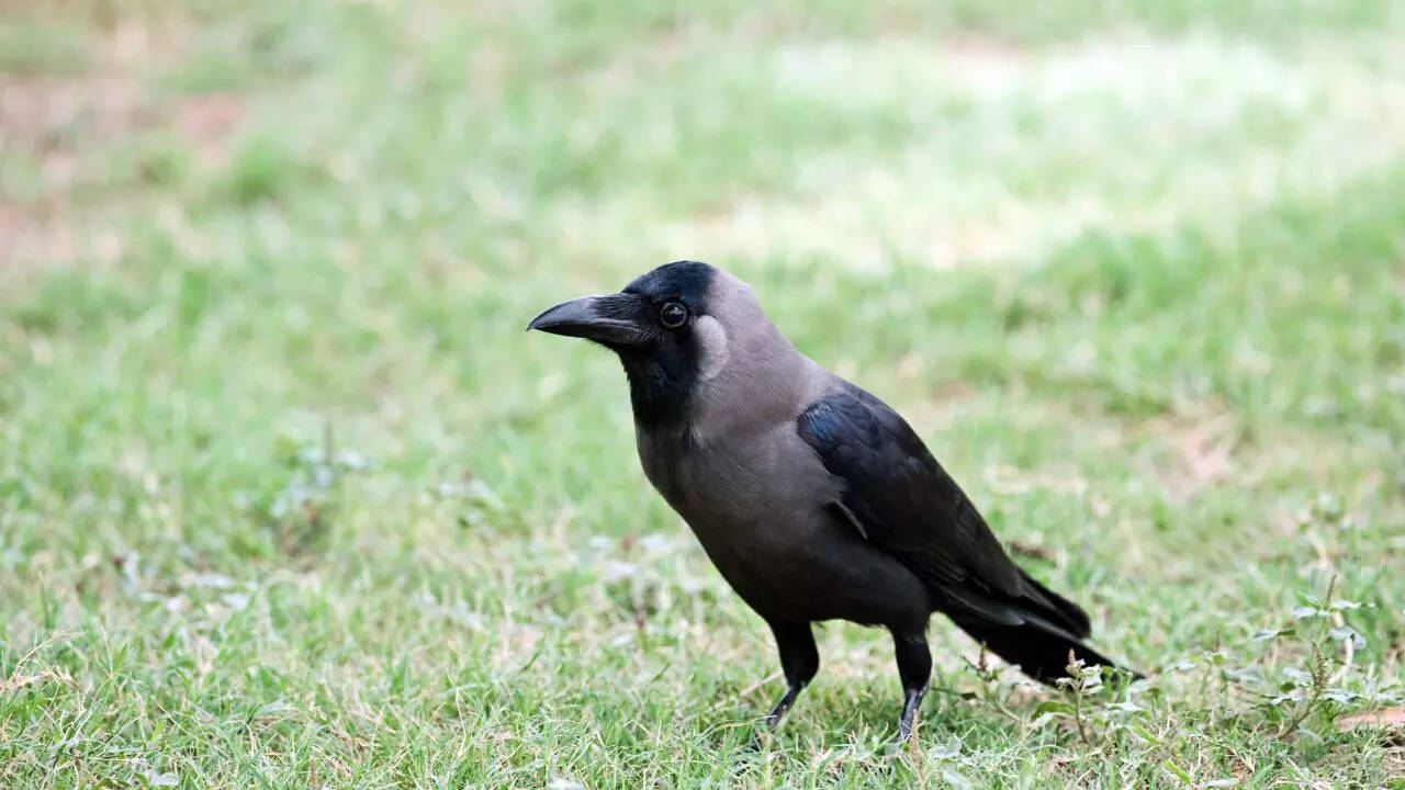 5 mind-blowing things about crows that will change how you see them