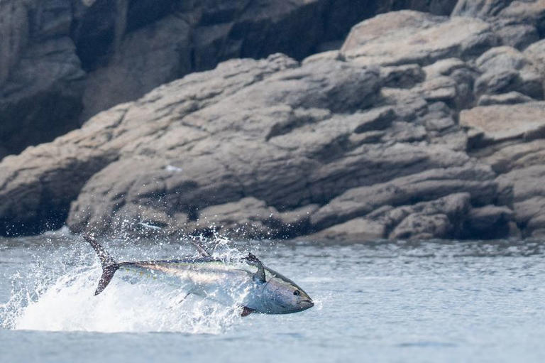 Photographer captures 'world's most expensive fish' in Cornwall