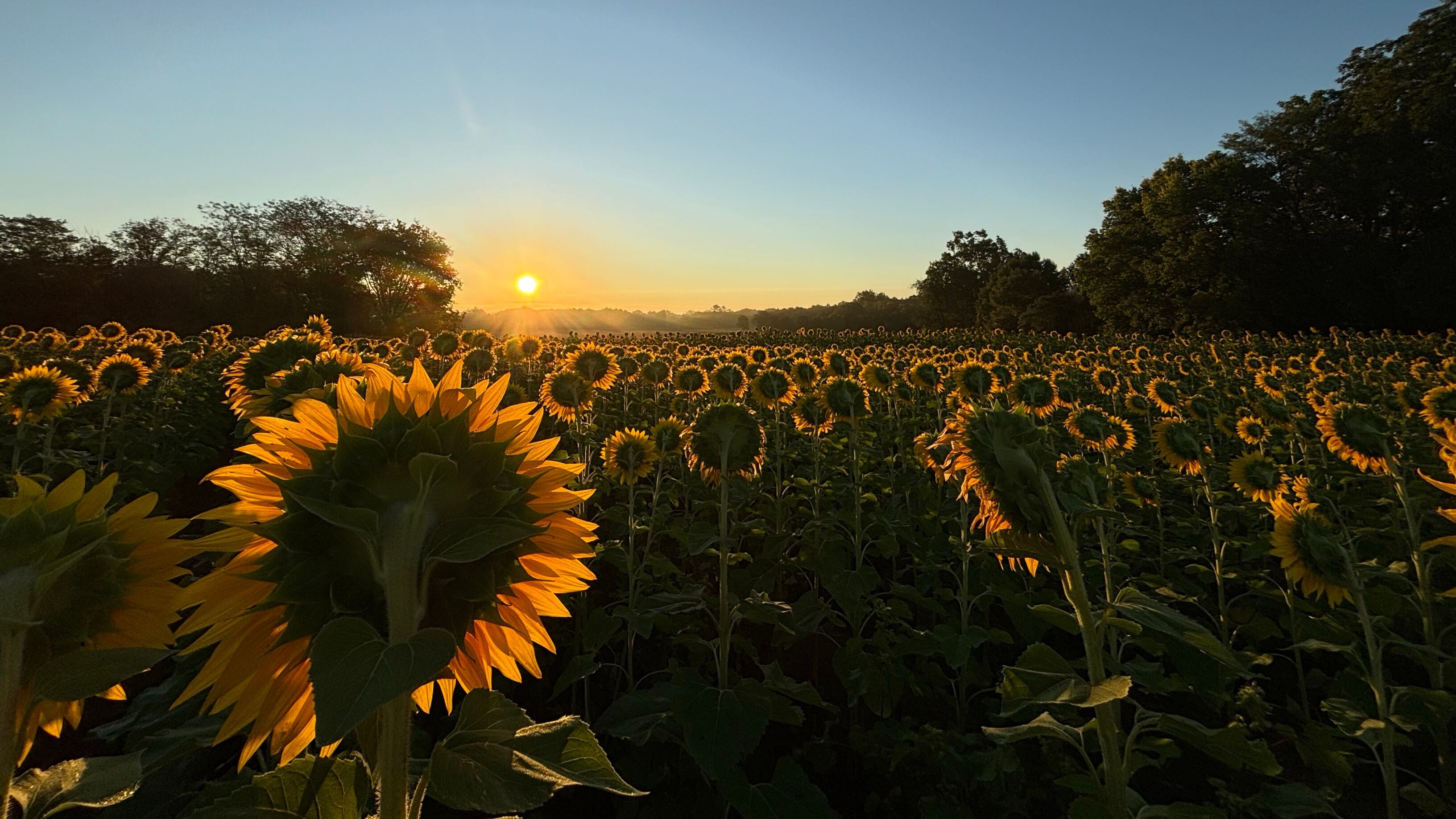 Known worldwide: Grinter Farms sunflowers in full bloom