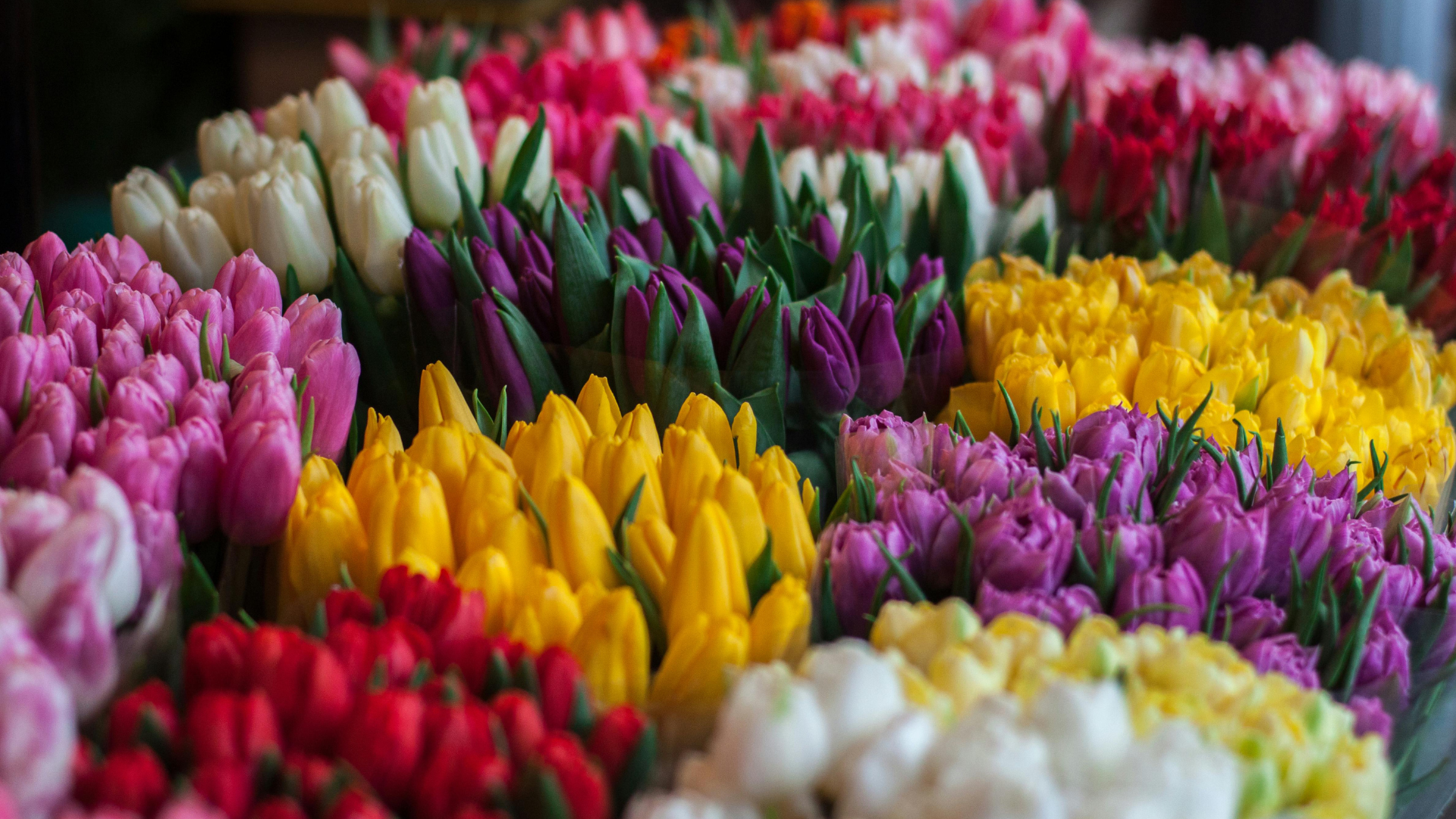 Simple Trick to Keep Cut Flowers Fresh for Weeks