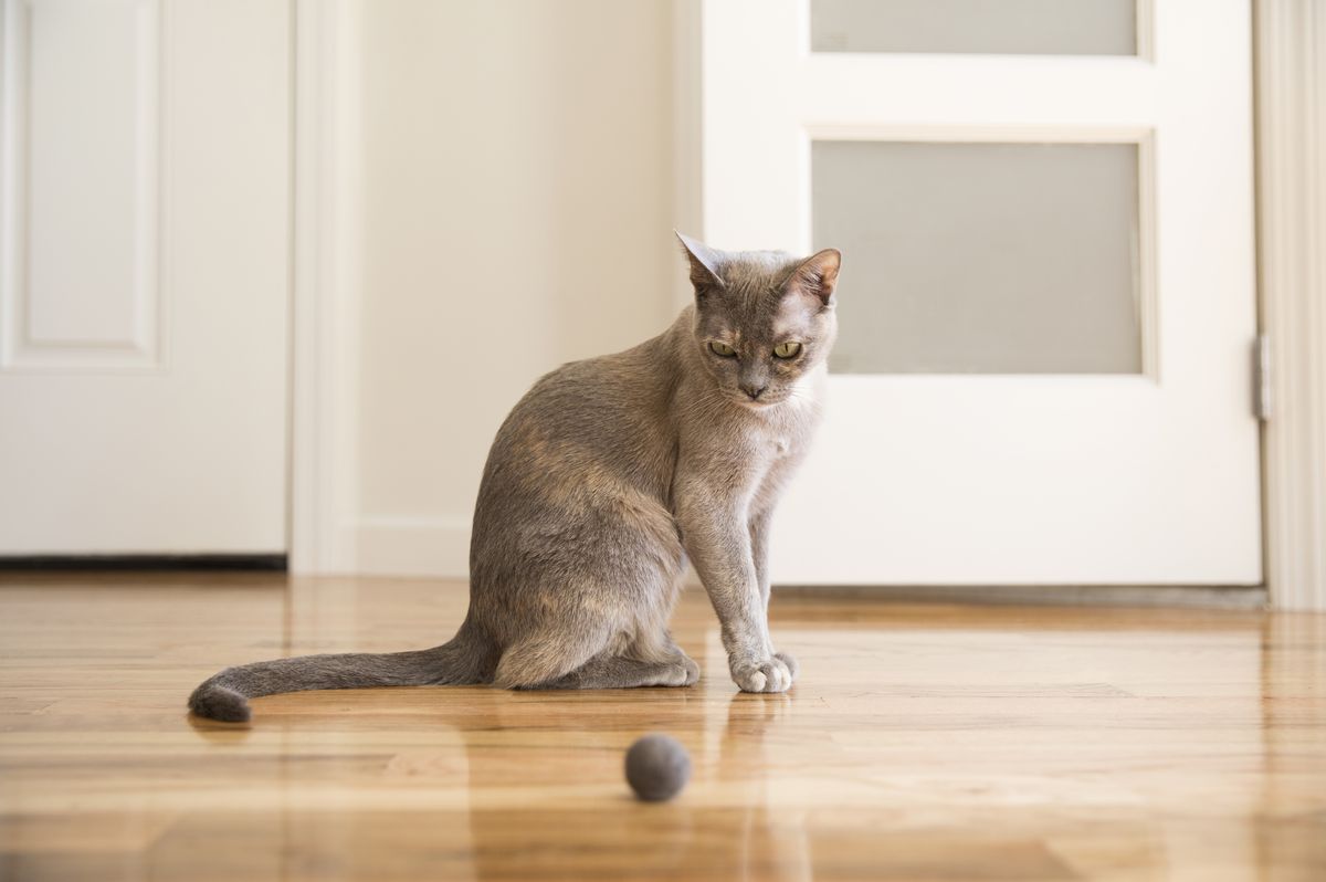 7 adorable cat breeds that are good with dogs