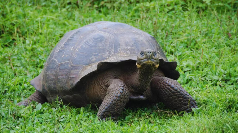 Wildlife encounters at the Galápagos Islands: The archipelago that ...