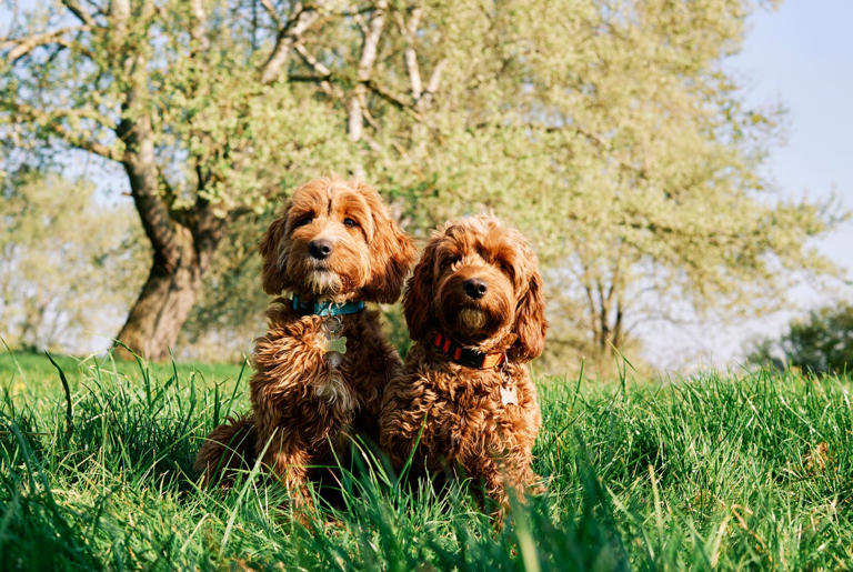 These Brown Dog Names Are As Sweet As Your Chocolate-Colored Cutie