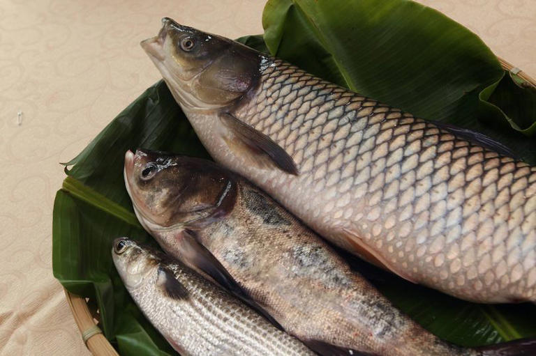 Donald Trump claims 'violent' Chinese carp are 'jumping into US boats' in bizarre moment