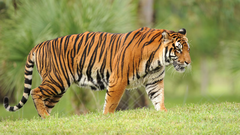NTCA's New Tiger Corridor Policy: Balancing Conservation with Development
