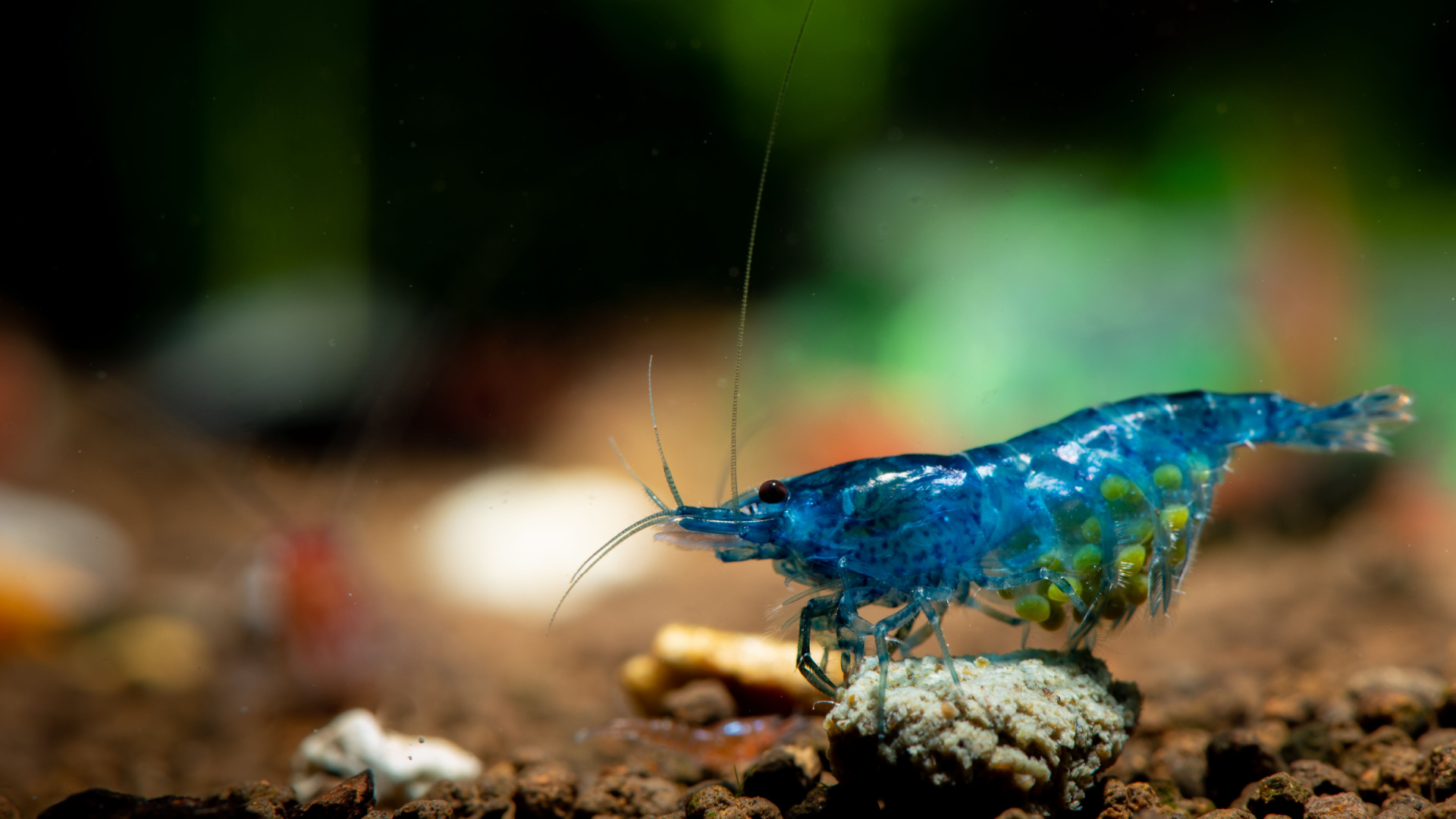 9 Aquarium Pets That Aren’t Fish