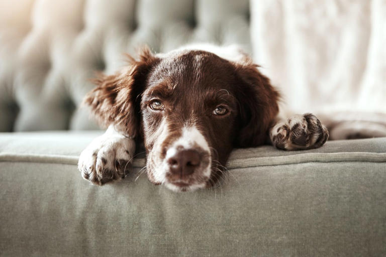 These Brown Dog Names Are As Sweet As Your Chocolate-Colored Cutie