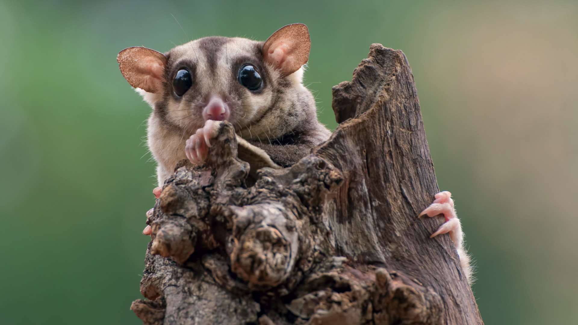 7 Land Animals That Can Fly Or Glide