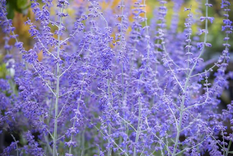 For Nonstop Garden Color, Try These 11 Long-Blooming Perennial Flowers