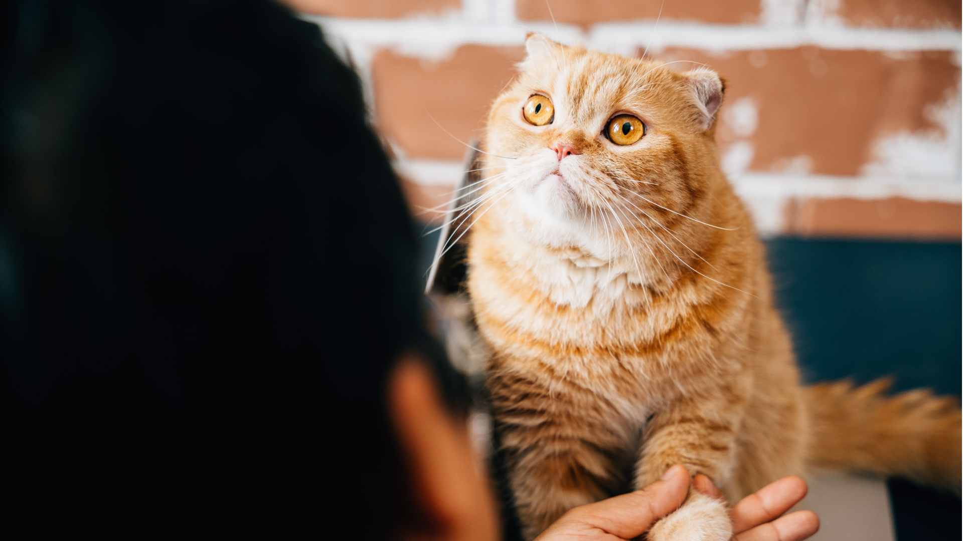 These Are The Most Popular Orange Cat Breeds