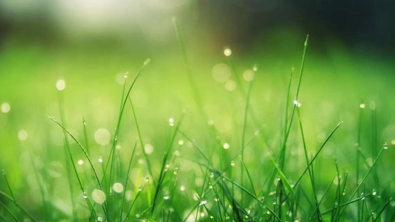 Why humans can't digest grass: Understanding the biological limitations