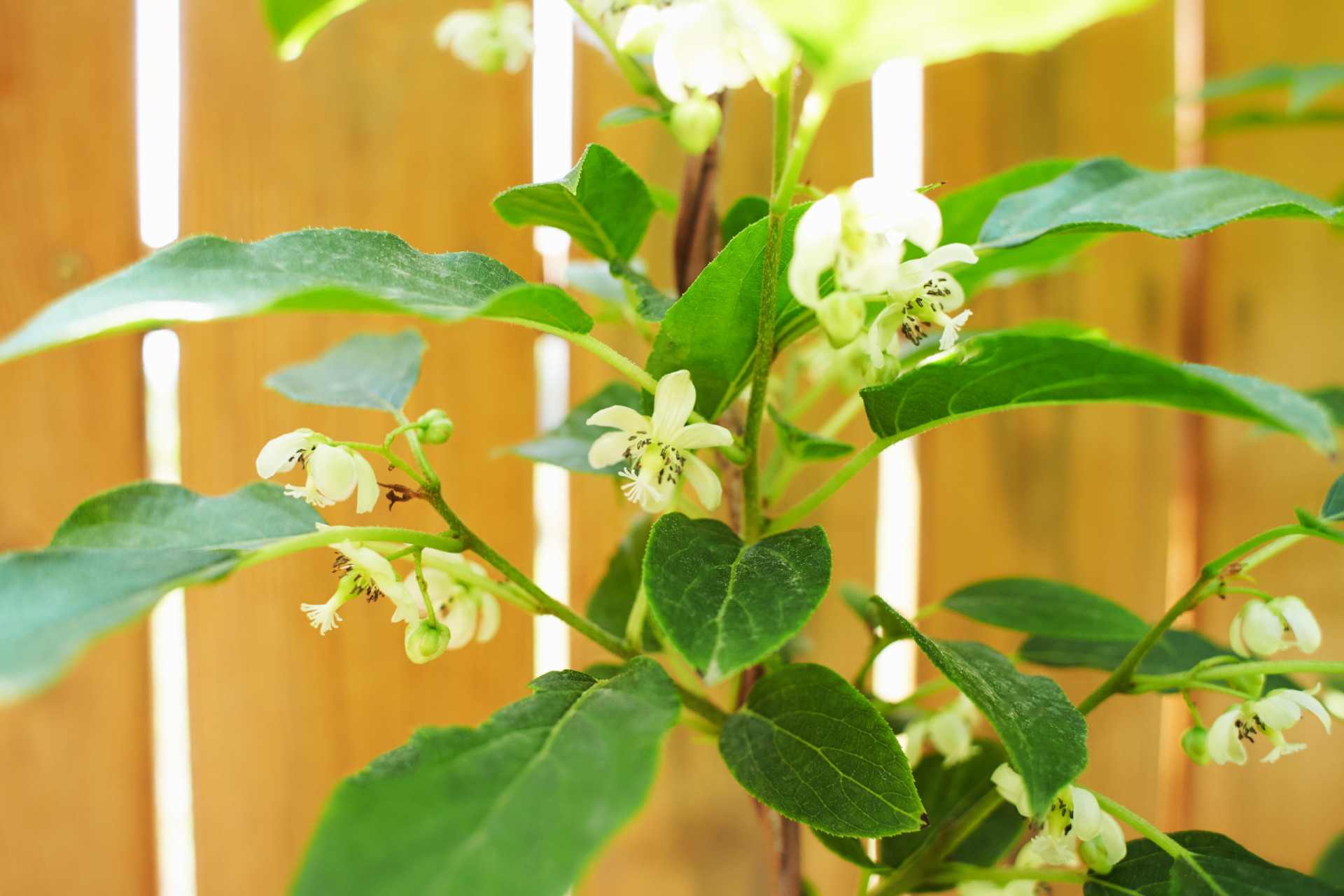 Catnip explained: what it does to your cat’s brain