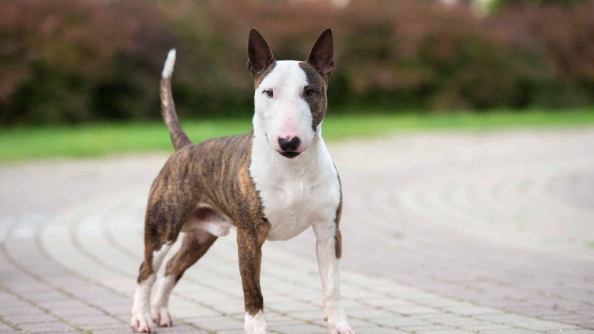 Top 15 most disobedient dog breeds that defy their owners