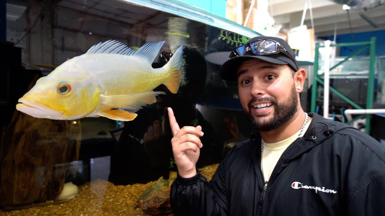 1-in-a-million white peacock bass captured and bred!