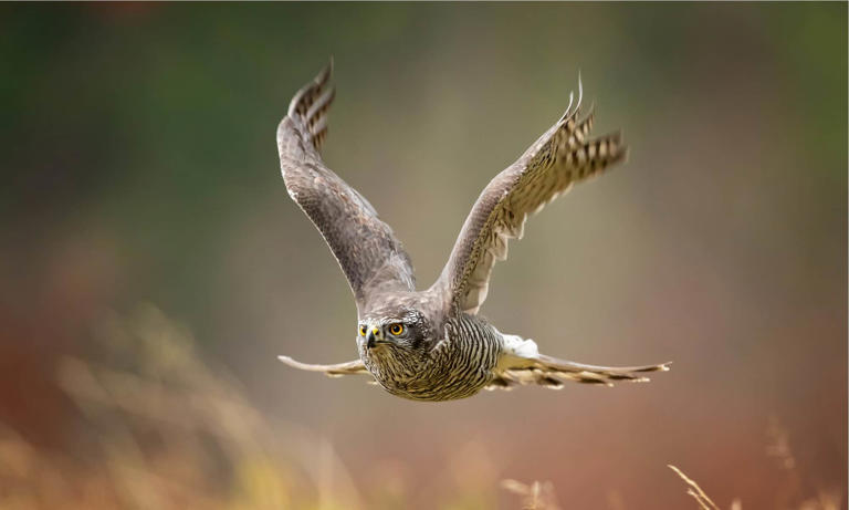 What eats hawks? The predators that can take down these powerful birds