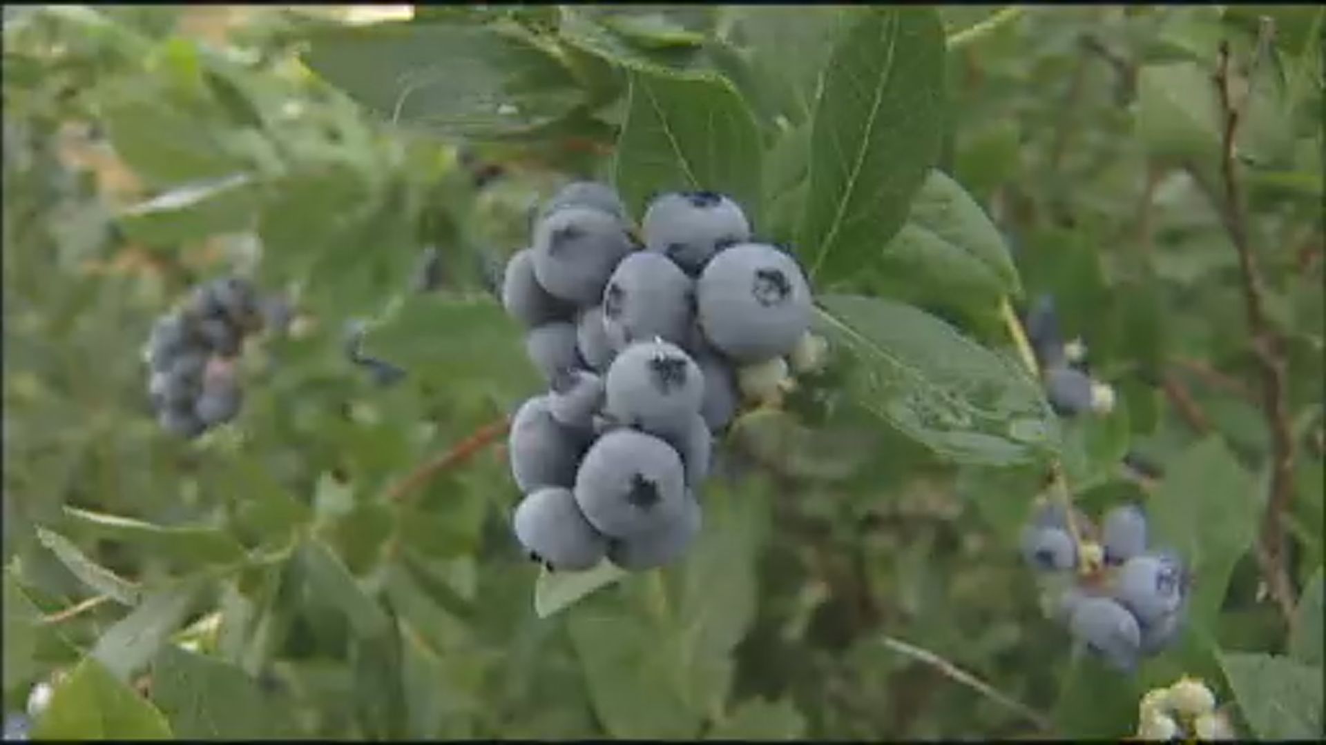 Atlantic Canada wild blueberry farmers warn of steep losses amid drought