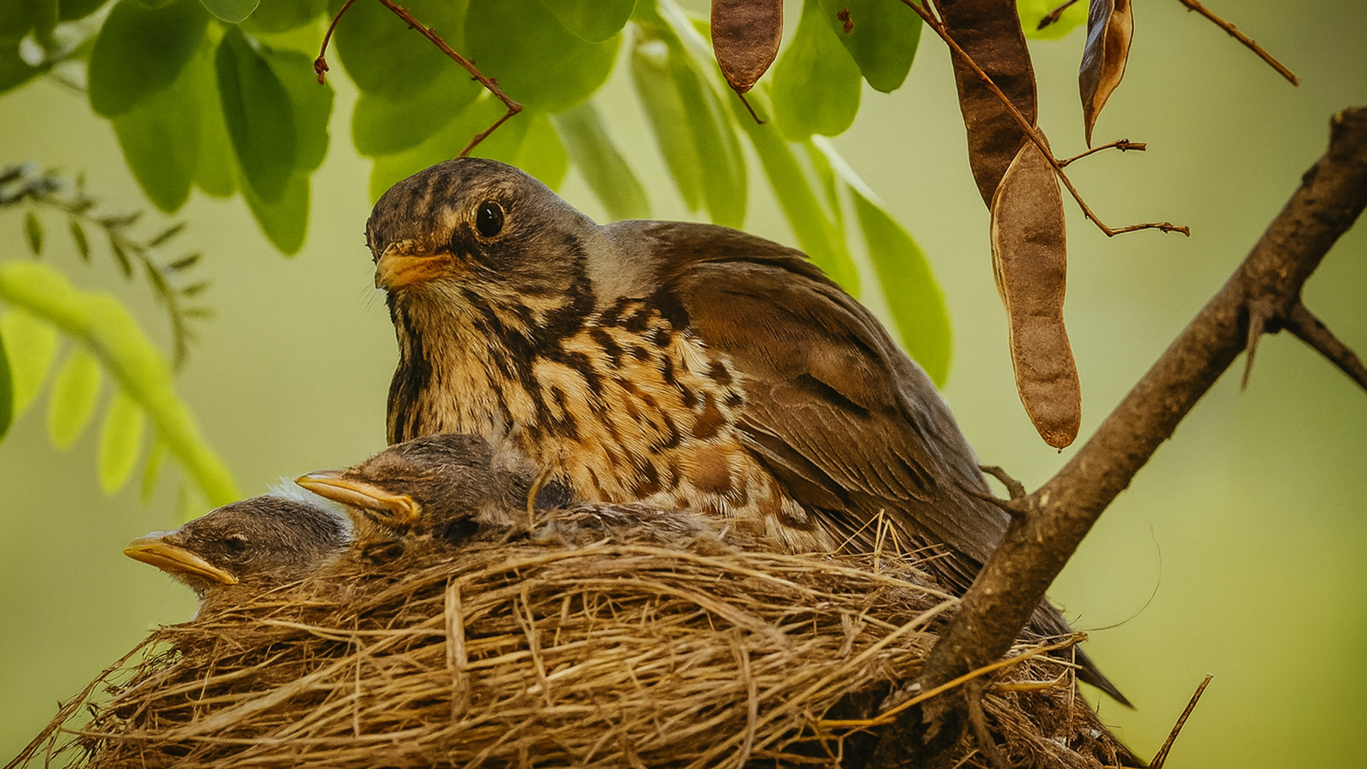 Aves Nidificantes – Tordo-zornal (Turdus pilaris)