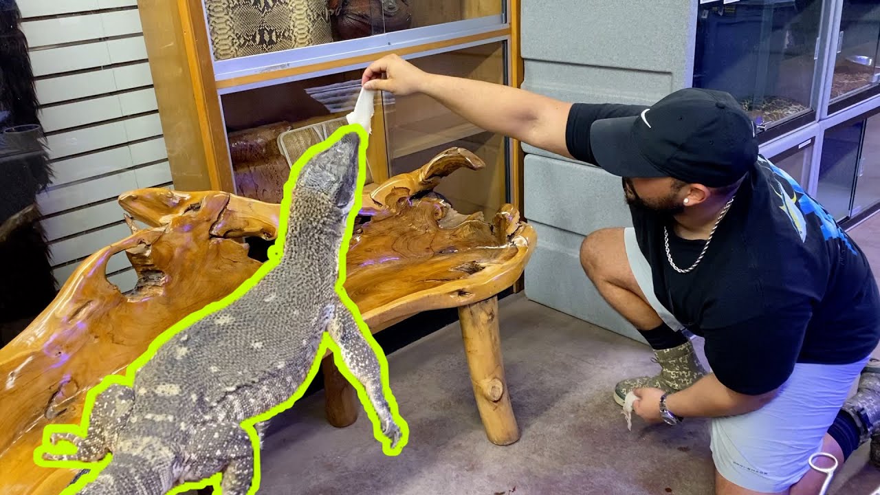 You Won’t Believe What This Lizard Just Ate