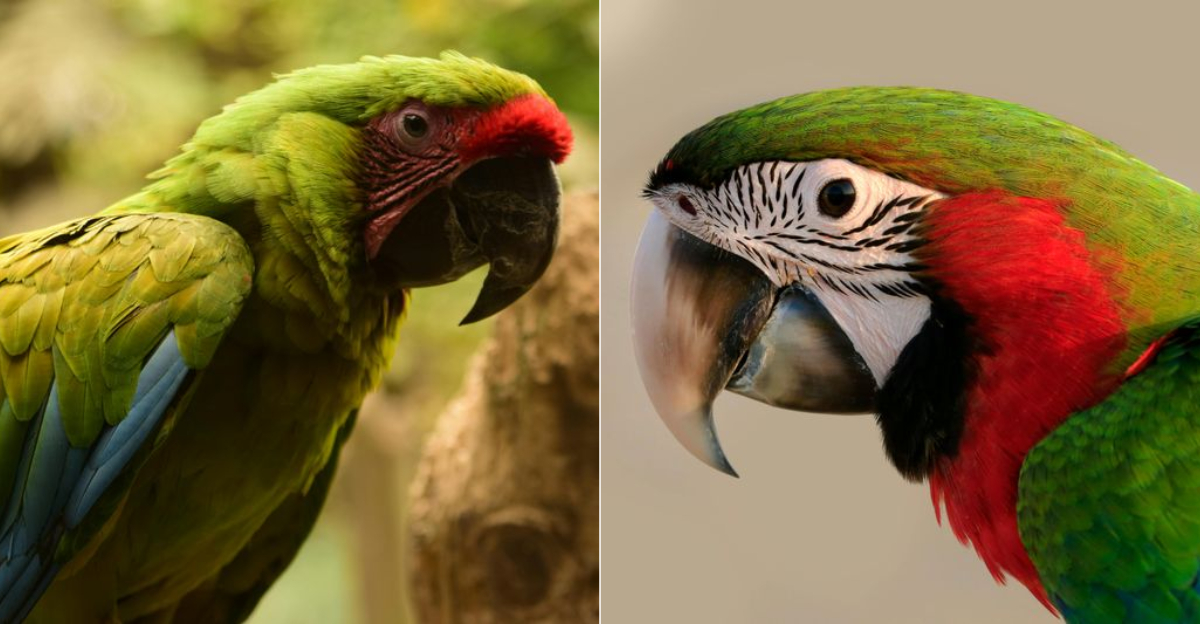 7 Types Of Green Birds