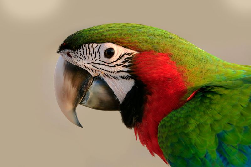 7 Types Of Green Birds