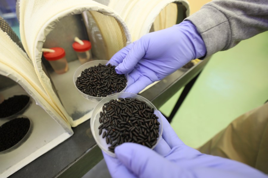 First human case of screwworm, flesh-eating parasite, in Maryland