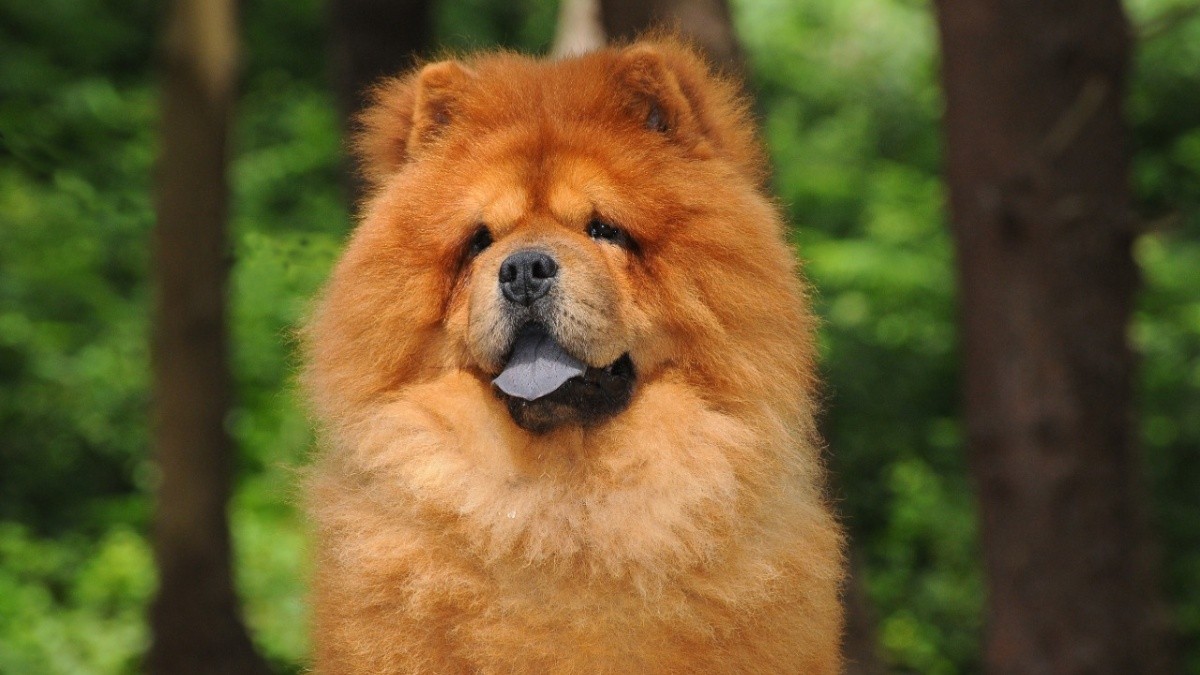 15 dog breeds that look cute, but their temperament might surprise you
