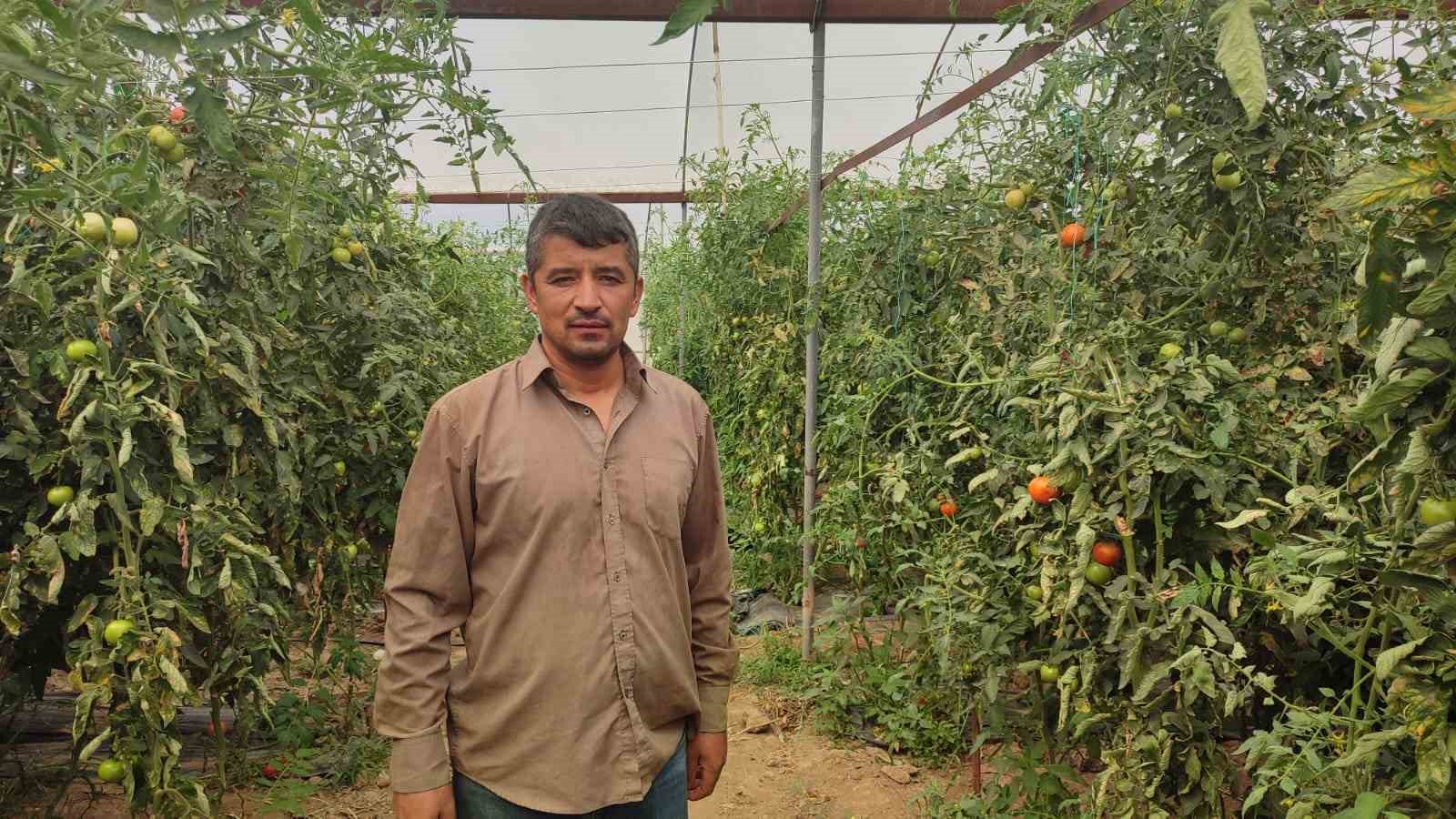Dekarda 17 ton domates üreten çiftçinin yüzü güldü