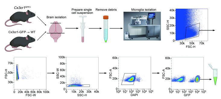 Can immune cells stave off devastating neurodegenerative diseases ...