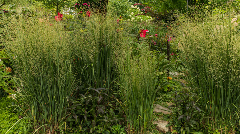 Native Ornamental Grasses That Create A Natural Privacy Fence In Your ...