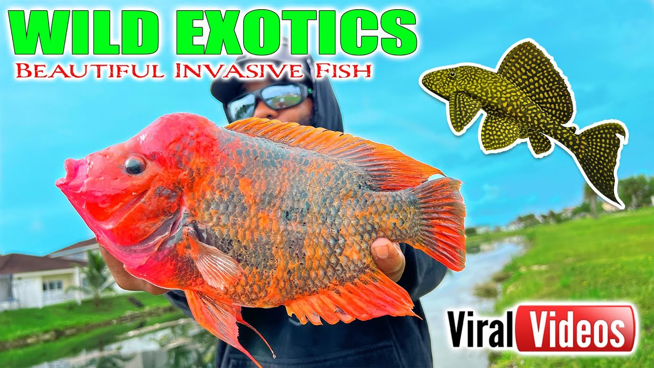 Amazon Fishing Adventure! Stunning Wild Exotic Fish Caught