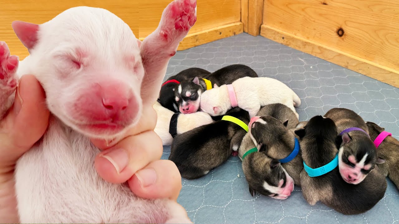 Meeting these adorable husky puppies only one day after birth