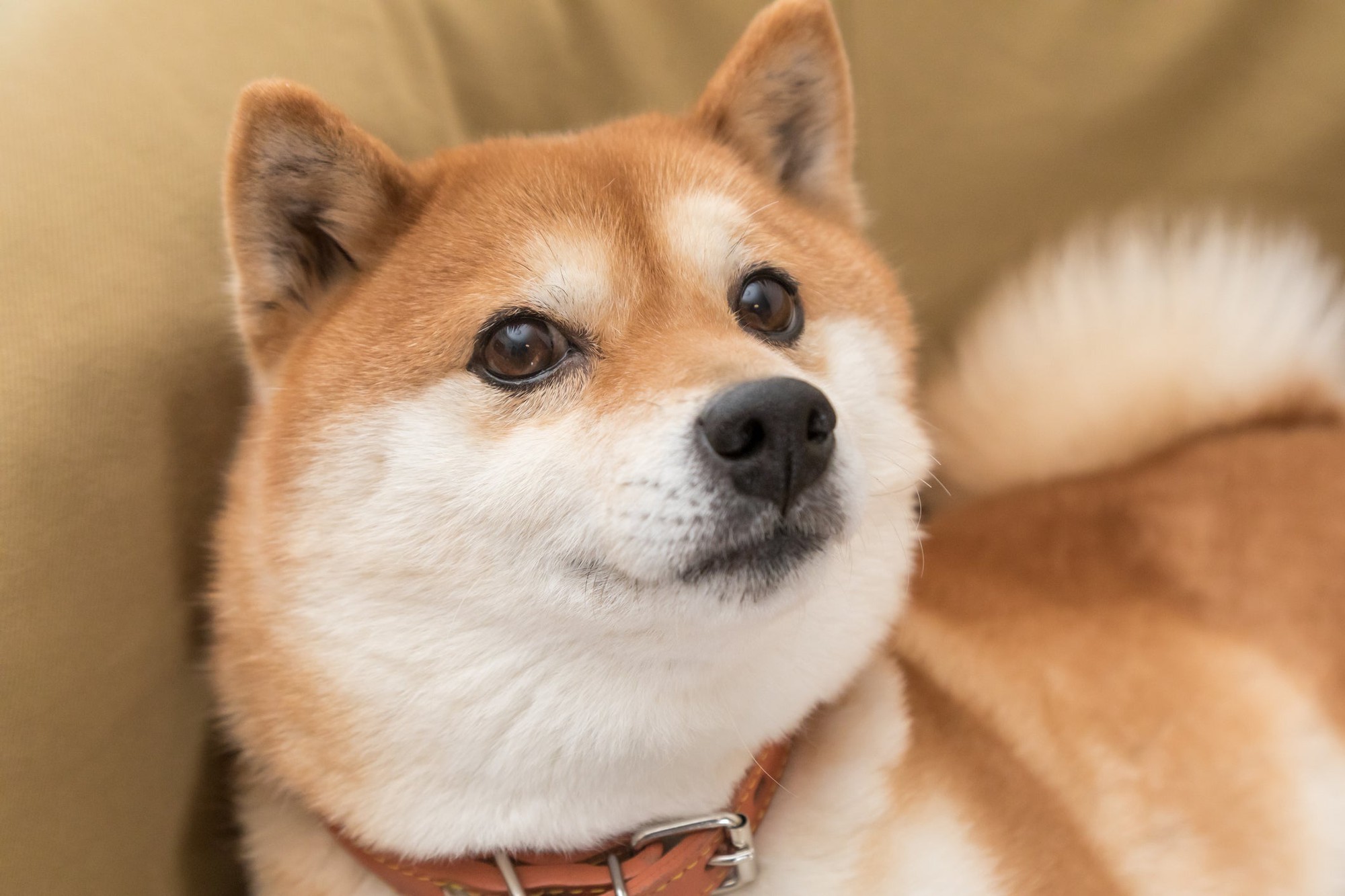 4 Reasons to Buy Shiba Inu Before 2026