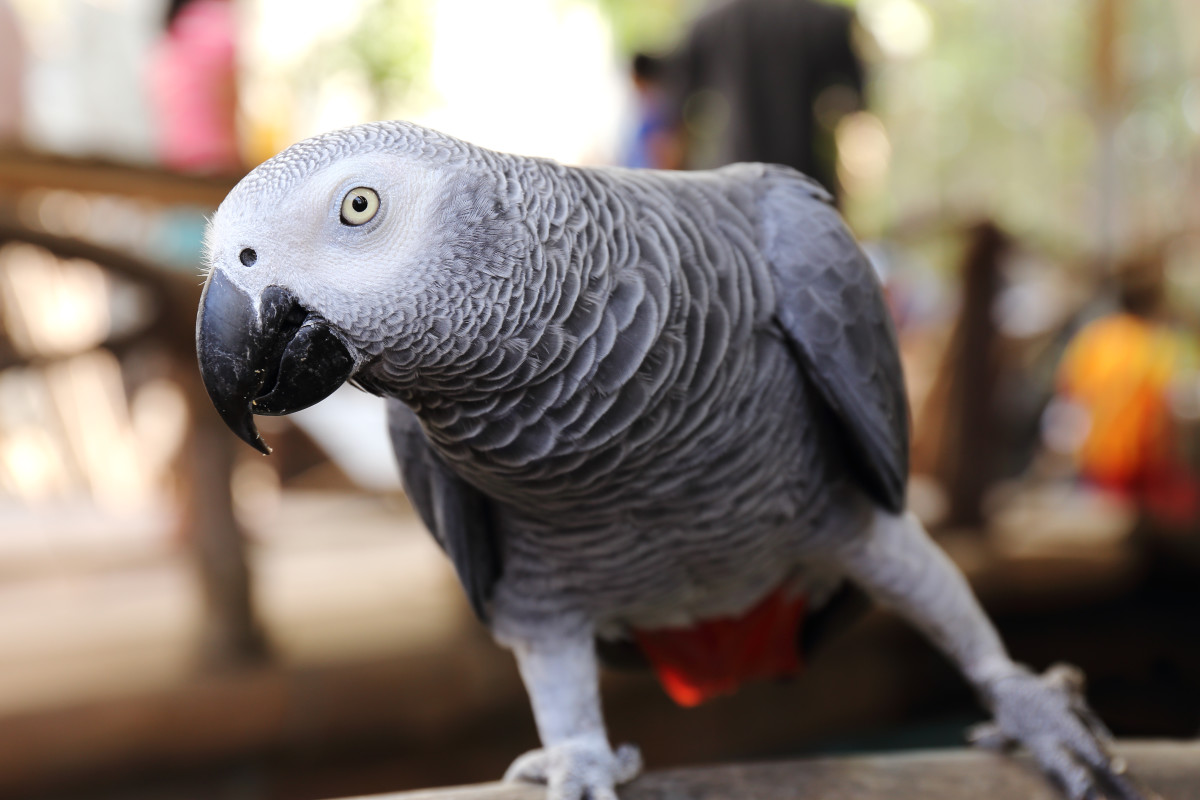 Parrot Refuses to Let Mom Leave Until Her Cartoons Are Turned On